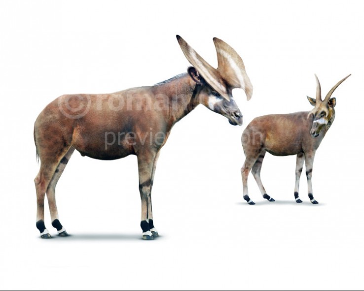 해연갤 - ㅃ인데 멸종된 동물들 중에 신생대 동물들이 제일 기괴한듯....